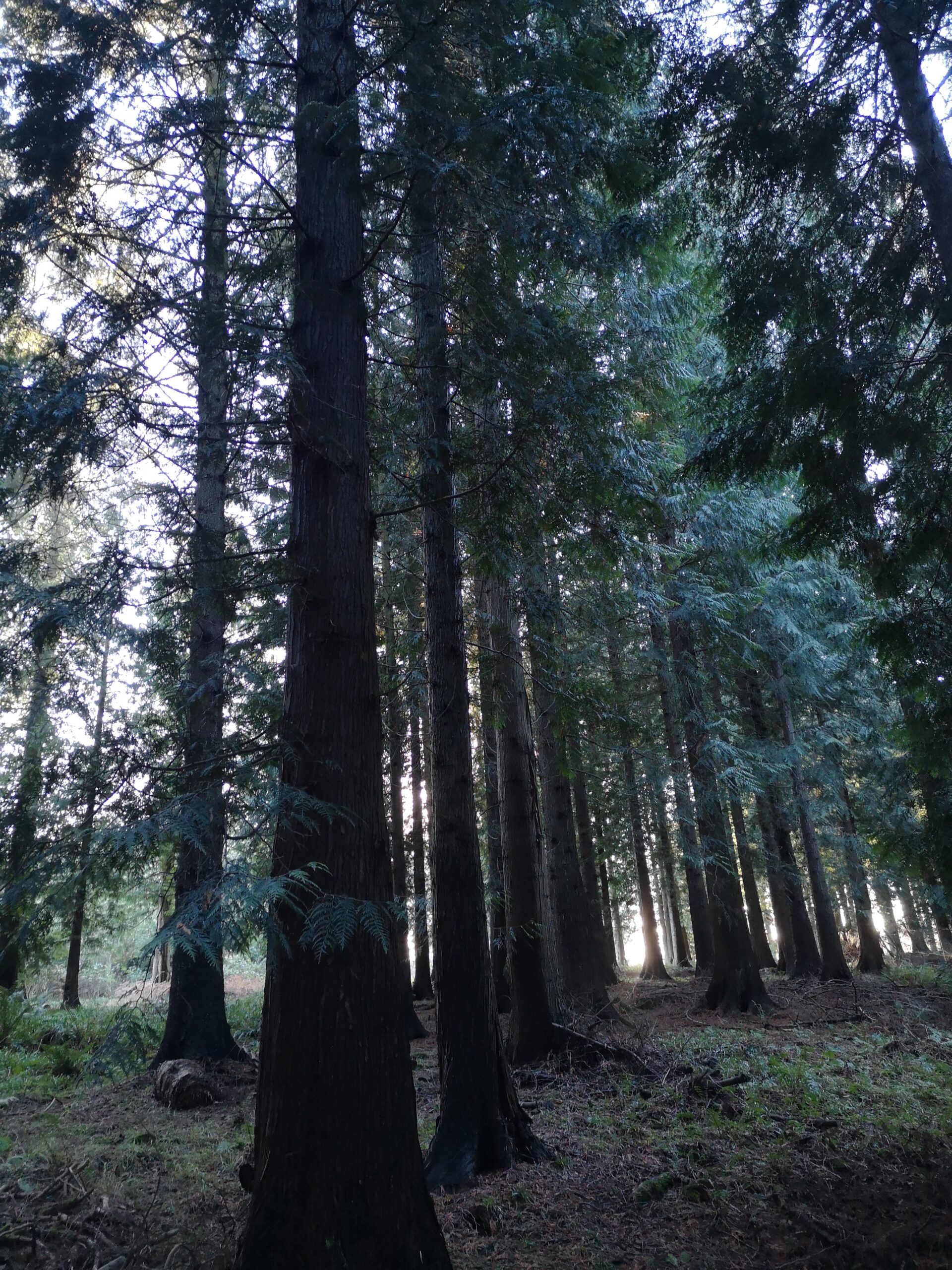 Forestry - Ford & Etal Sawmill